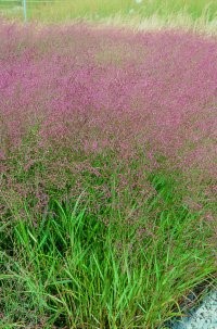 Low Maintenance Plants – Greenscapes